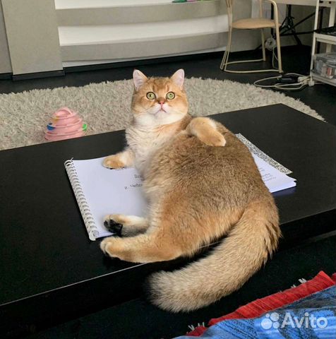 Кот