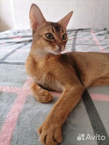 Обмен абисинская