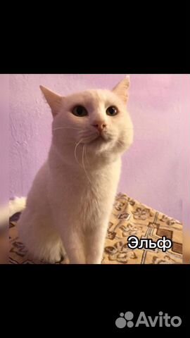 Болезненный Эльф в добрый дом