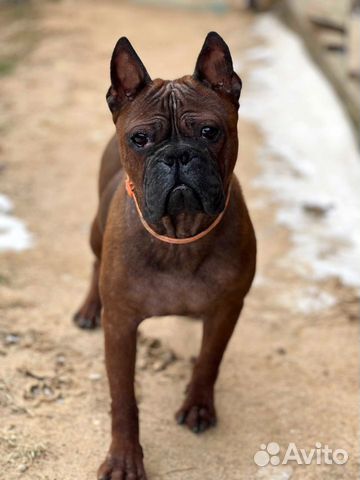 Китайский Чунцин (Top male)