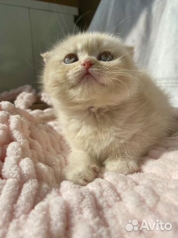 Шотландские вислоухие и прямоухие котята