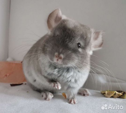 Шиншилла, девочка
