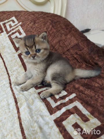 Британские котята золотая шиншилла