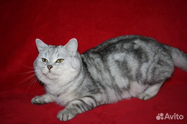 Приглашаем невест на вязку