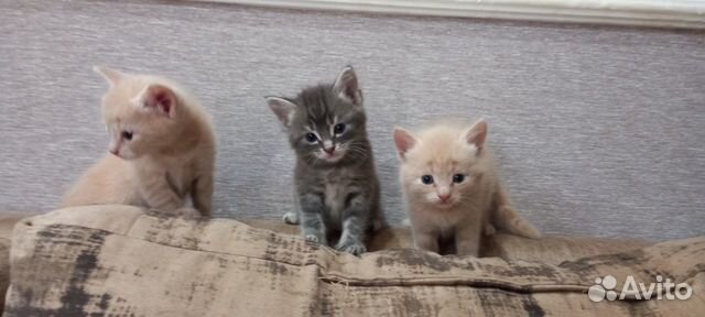 Котята в добрые руки даром