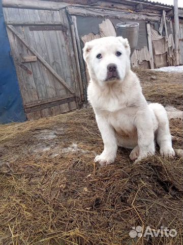 Щенки алабай (среднеазиатская овчарка)