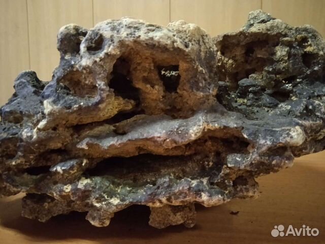 Коралл балянус