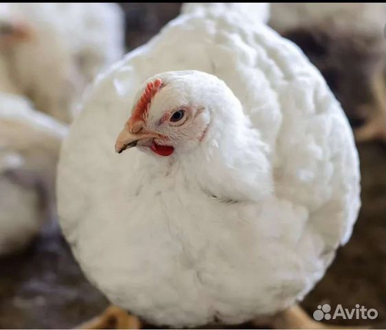 Домашняя птица