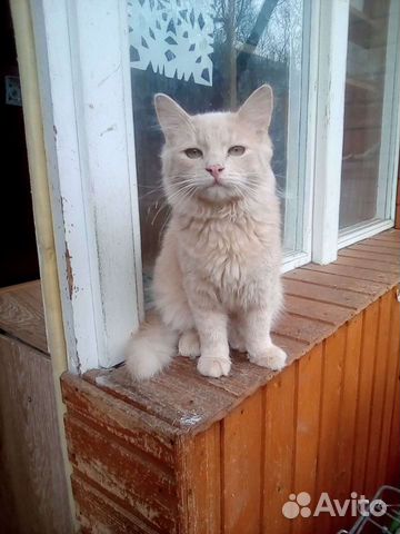 Кот Слоник Ищет хозяина и дом