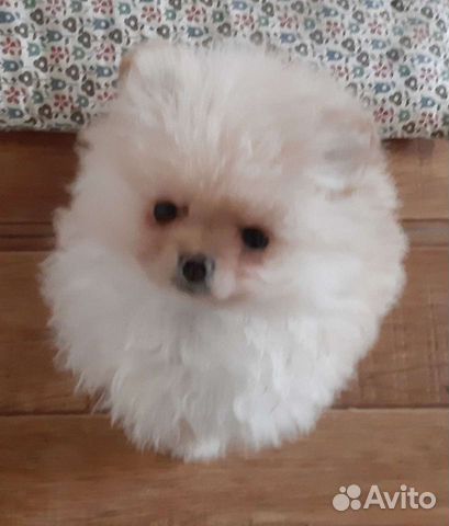 Щенки белый шпиц