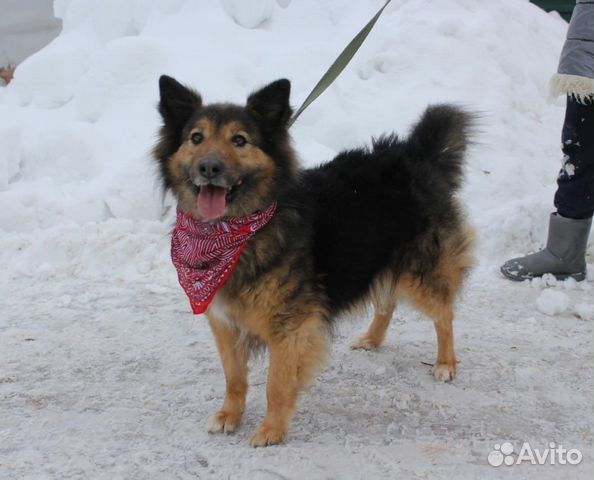 Идеальная собачка Ежевика