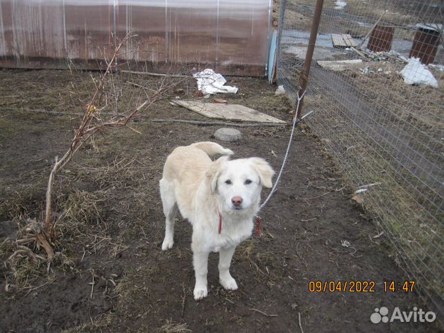 Щенков хороших только в хорошие руки