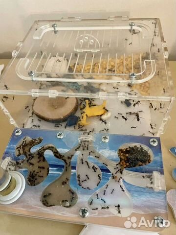 Муравьиная ферма