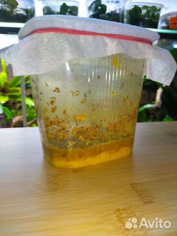 Муха дрозофила меланогастер