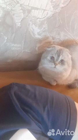 Шотландский кот на вязку