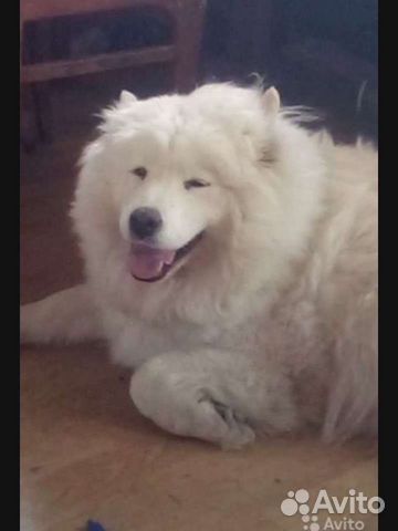 Самоедская лайка щенки