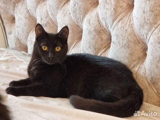 Красавица Багира ищет дом (котенок до года)