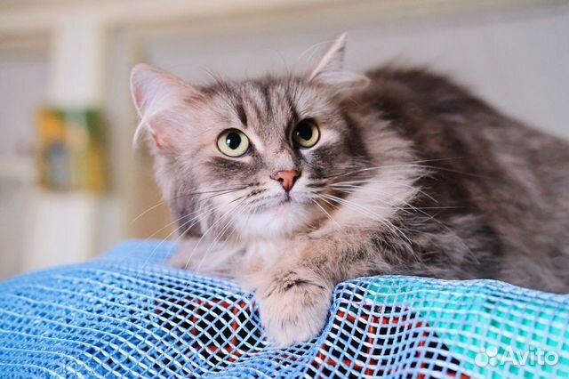 Красавица добрая Сибирская Кошка