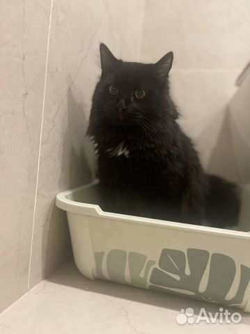 Кот 10 мес