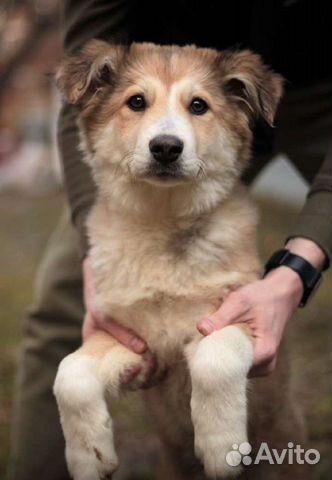 Щенки в добрые руки