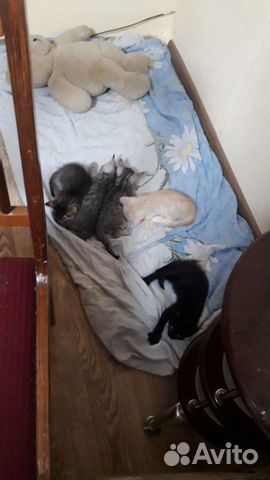 Отдам милых,умных,красивых котят в добрые руки