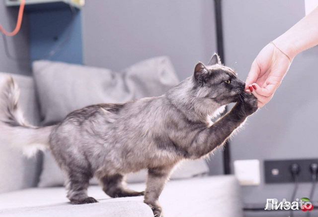 Вот такое милое создание ищет родителей