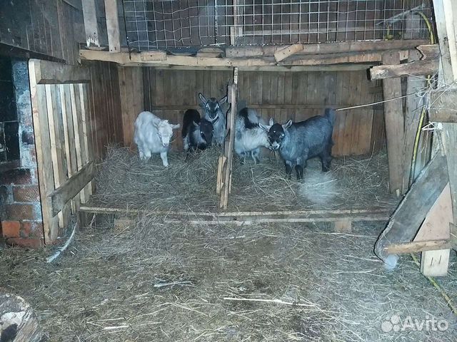 Козочки альпийские и зааненские