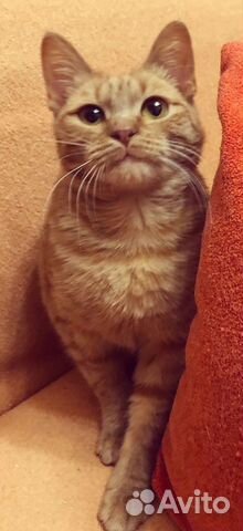 Горошинка осталась без семьи и дома