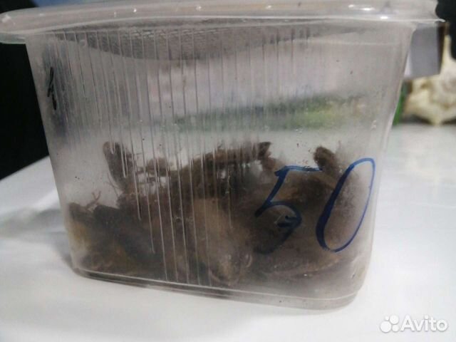 Мороженные тараканы