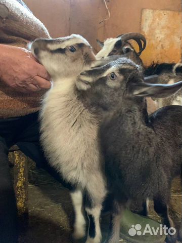 Козлята на племя