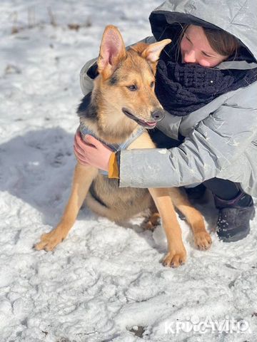 Ласковая собака из приюта ждет свою семью