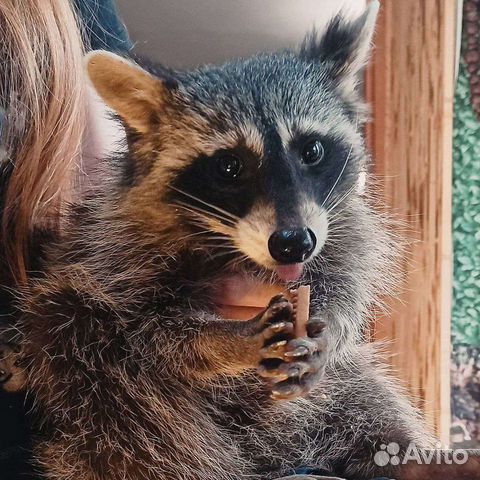 Енот ищет дом