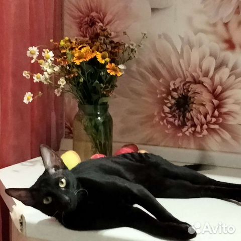 Кошка Корниш-рекс ищет жениха