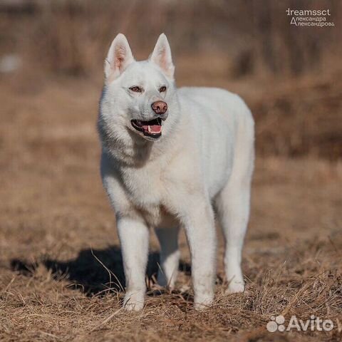 Даллас из приюта