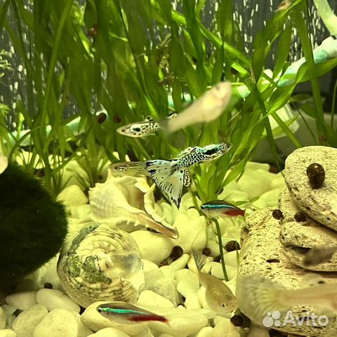 Гуппи, креветка вишня, амано, улитки