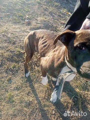 Отдам стаффорда