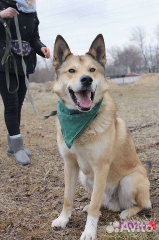 Собакен Джоник ищет себе хозяина