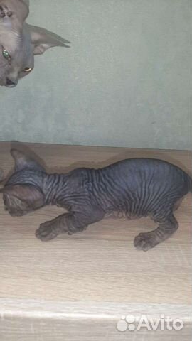 Канадский сфинкс