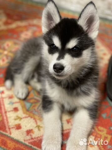 Щенок сибирской хаски