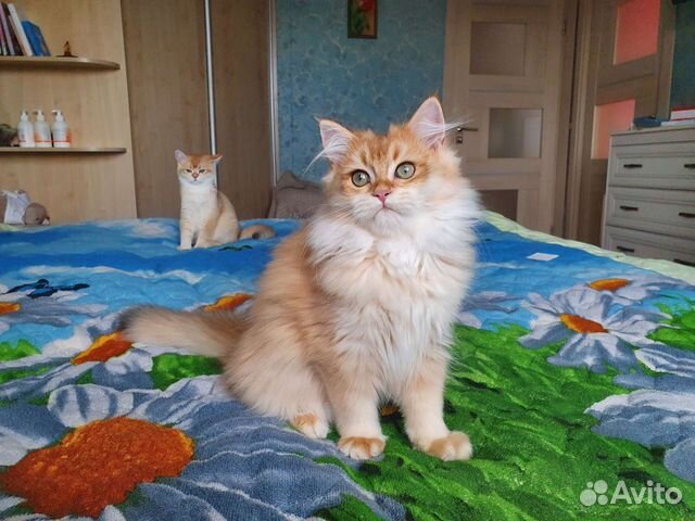 Британские котята золотая шиншилла
