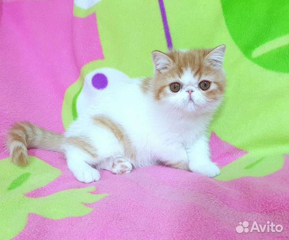 Экзотический котенок