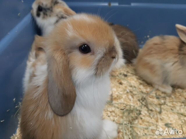 Карольчата карликовые вислоухие