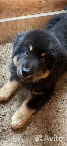 Монгольский волкодав