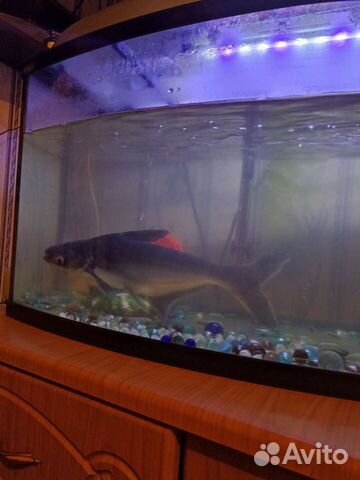 Акулий сом отдам бесплатно