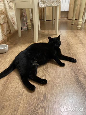Черная кошка 2 года (примерно)