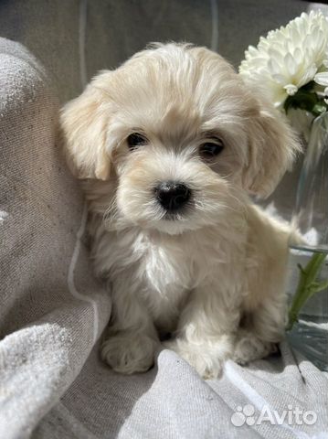 Мальтипу абрикосовый мальчик