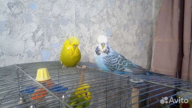 Попугаи (пара)