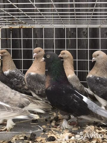 Турецкая Такла