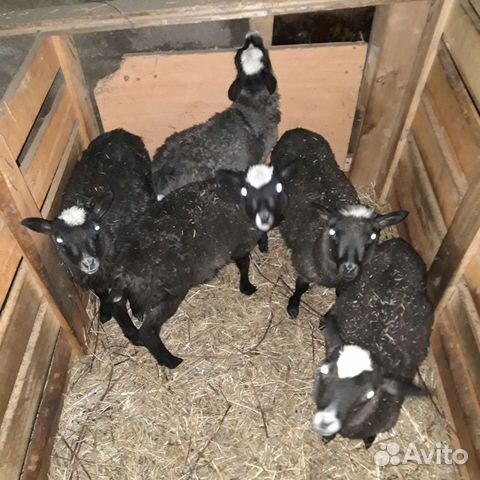 Овцы ягнята