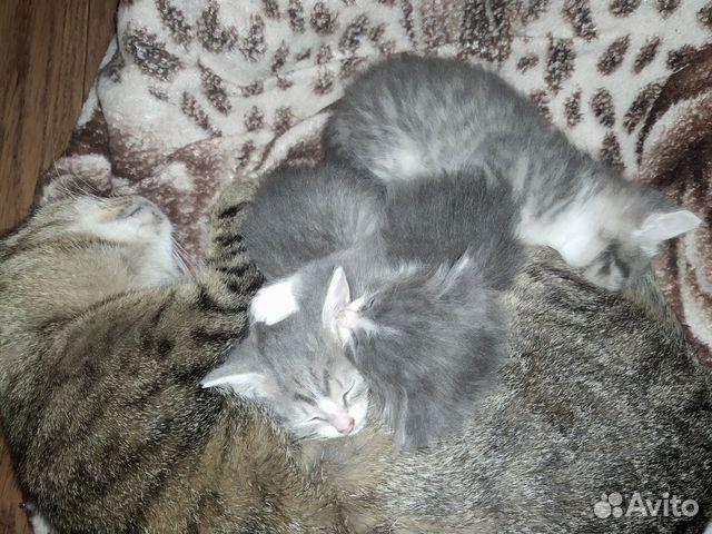 Милые Котенки